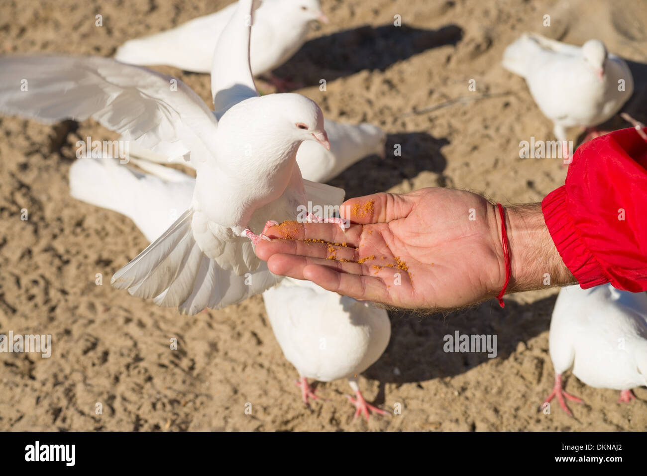Fluttering pigeon hi-res stock photography and images - Alamy