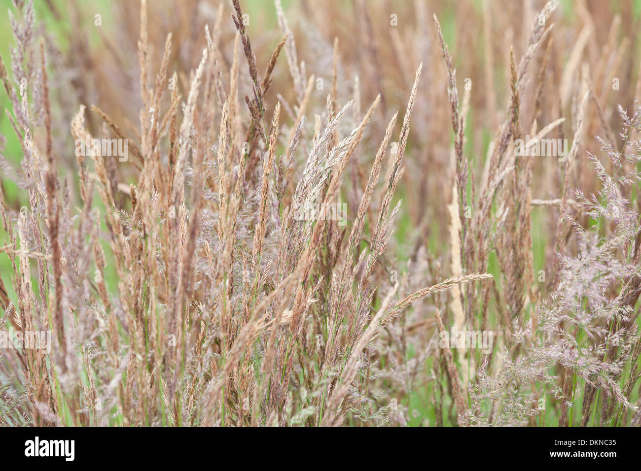 Holcus lanatus, or Yorkshire fog, or creeping velvetgrass, UK Stock ...