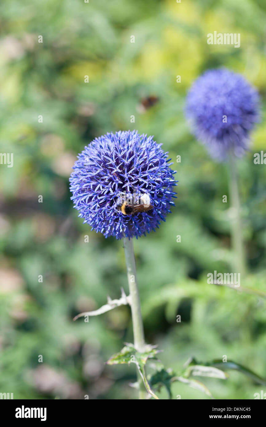 Echinops ritro flower hi-res stock photography and images - Alamy