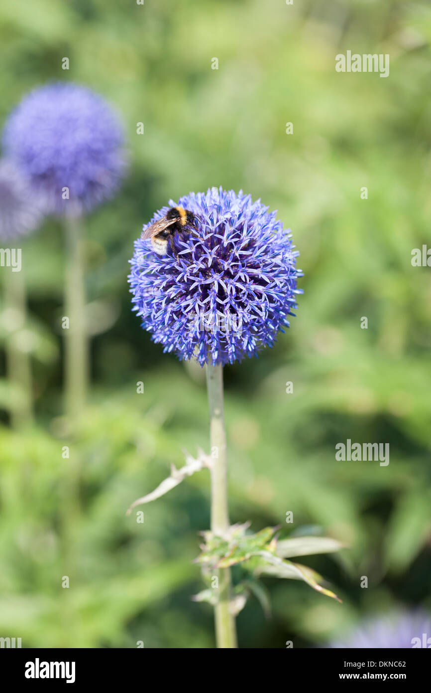 Echinops ritro hi-res stock photography and images - Alamy