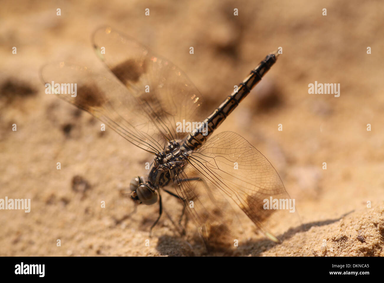 Dragon Fly resting on the ground of the desert Stock Photo - Alamy