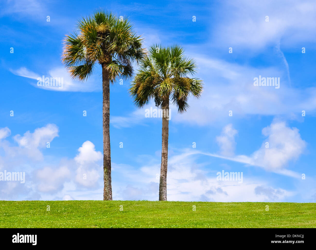 Two palmtrees hi-res stock photography and images - Alamy