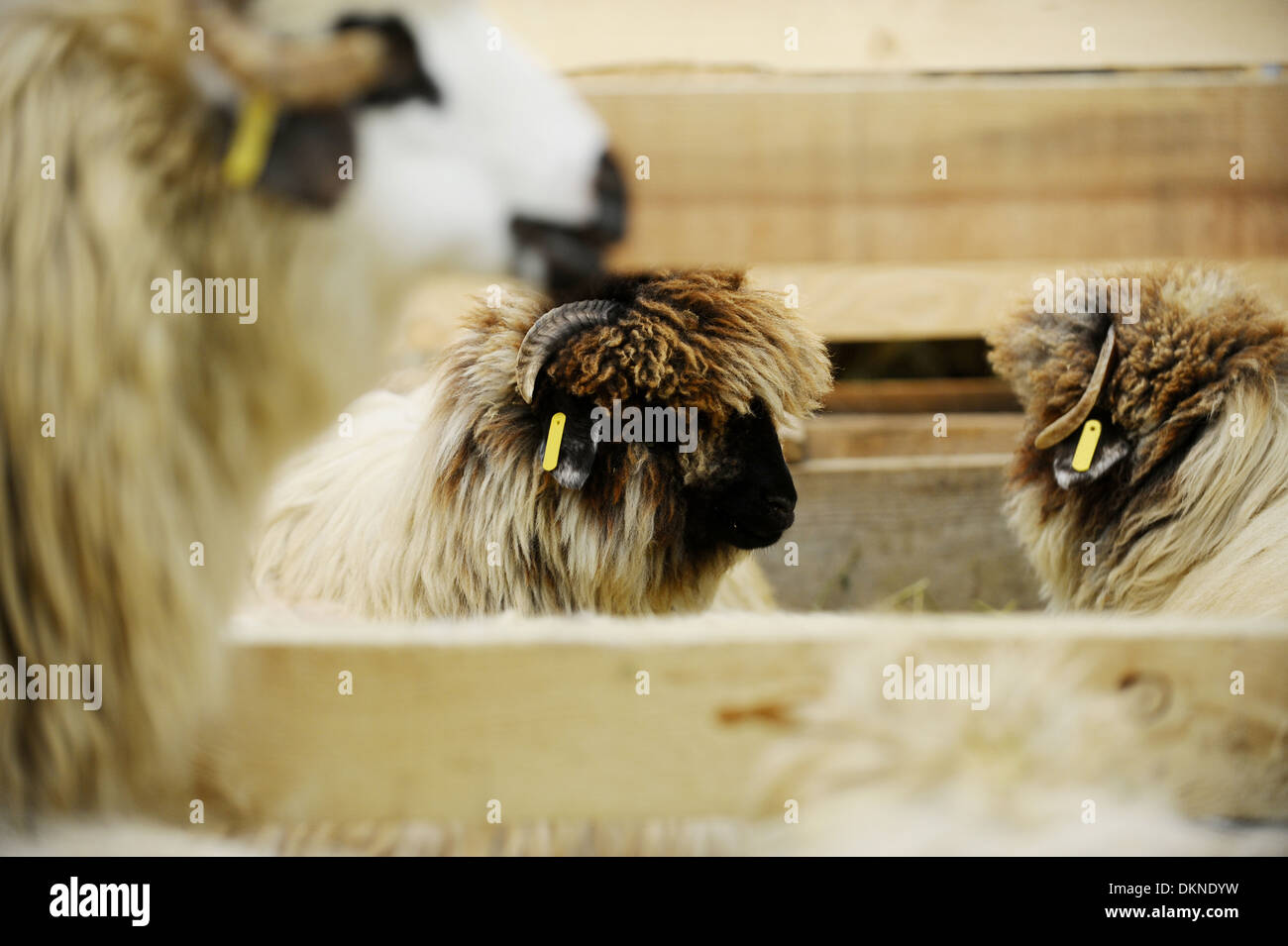 Sheeps skin hi-res stock photography and images - Alamy