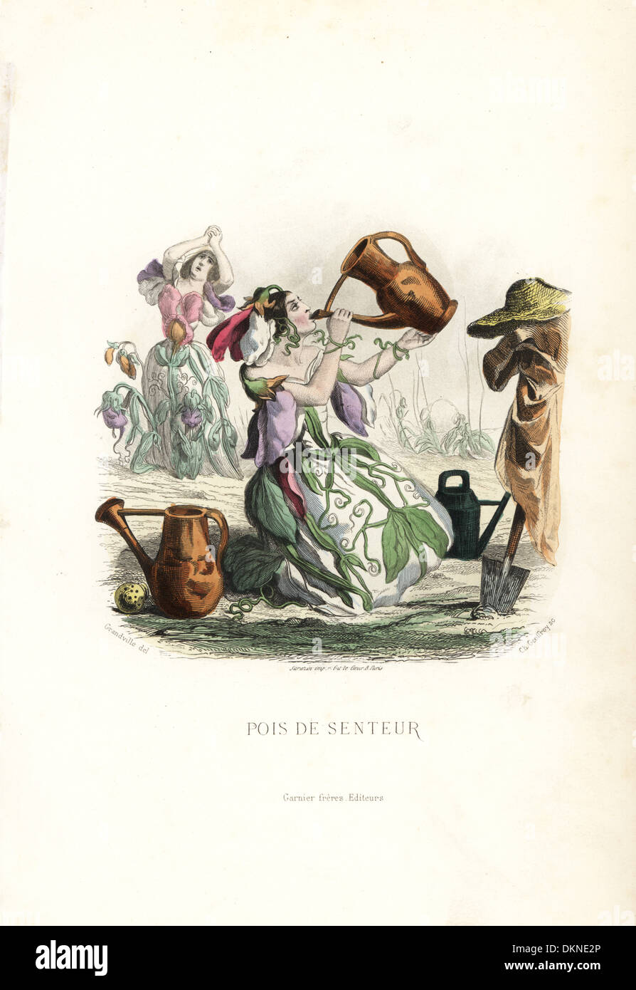 Thirsty sweet pea flower fairy drinking water from a watering can Stock ...