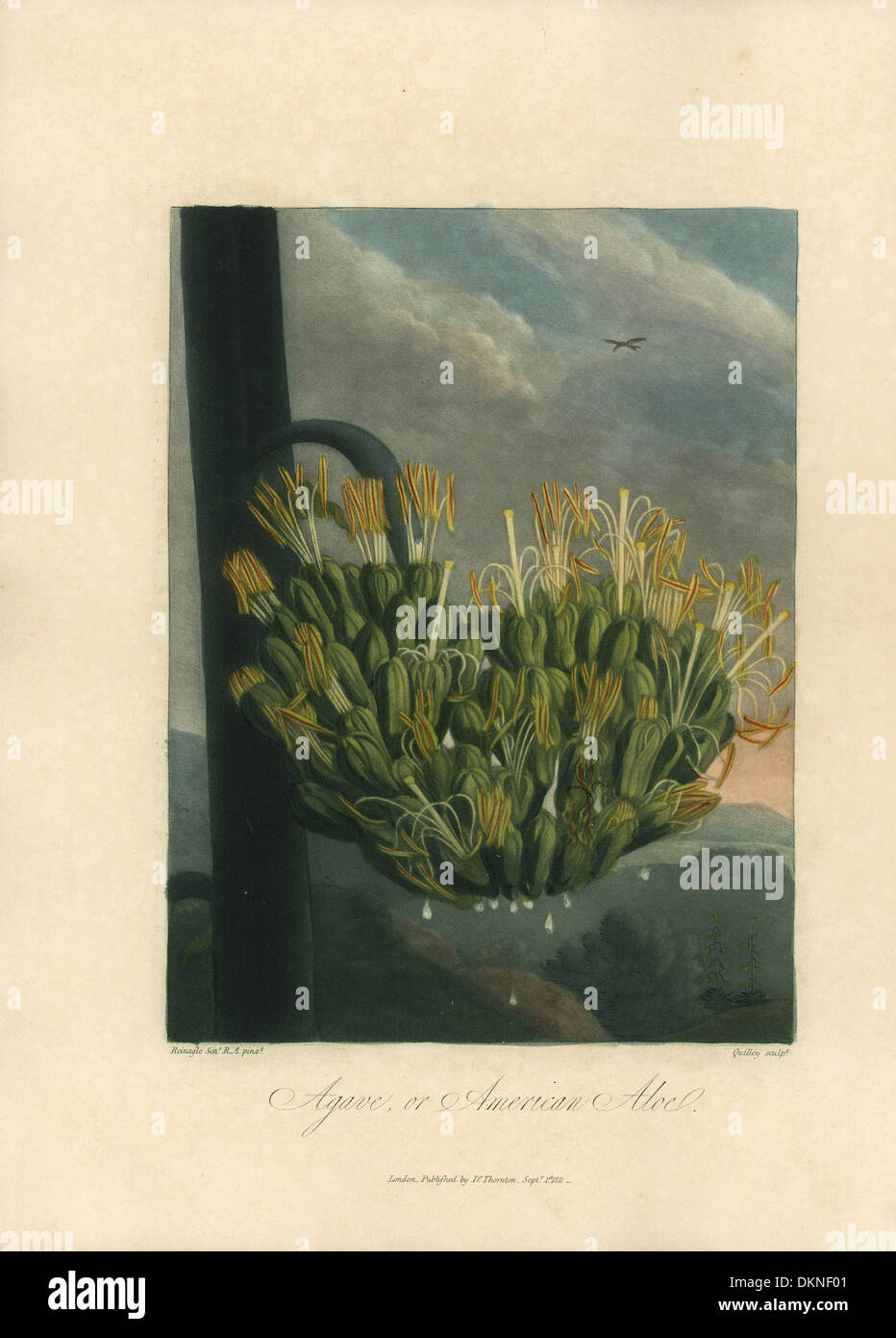 Agave or American aloe, Agave americana Stock Photo - Alamy