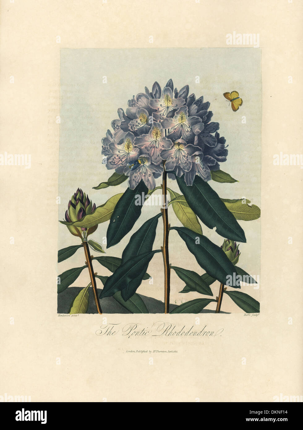 Pontic rhododendron hi-res stock photography and images - Alamy