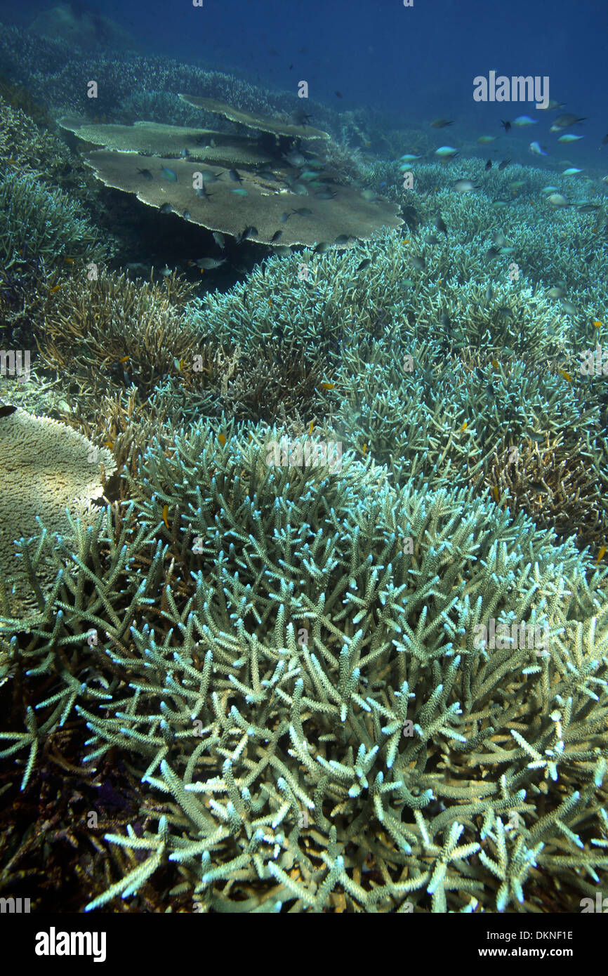 Coral reef garden thriving with fish and corals in Raja Ampat, West ...