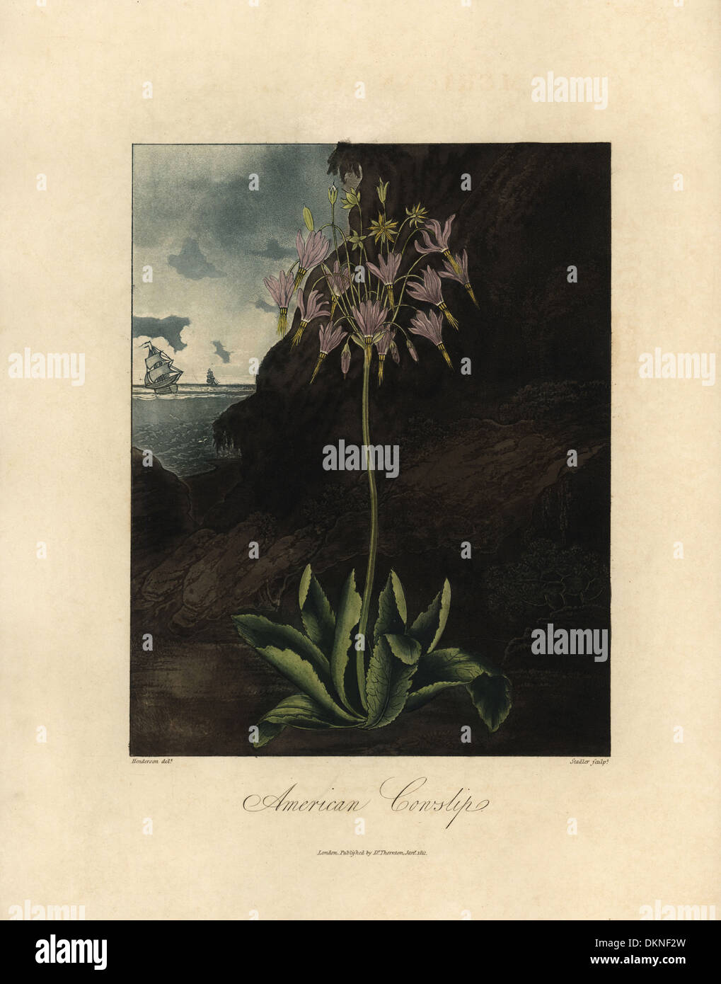 American cowslip hi-res stock photography and images - Alamy