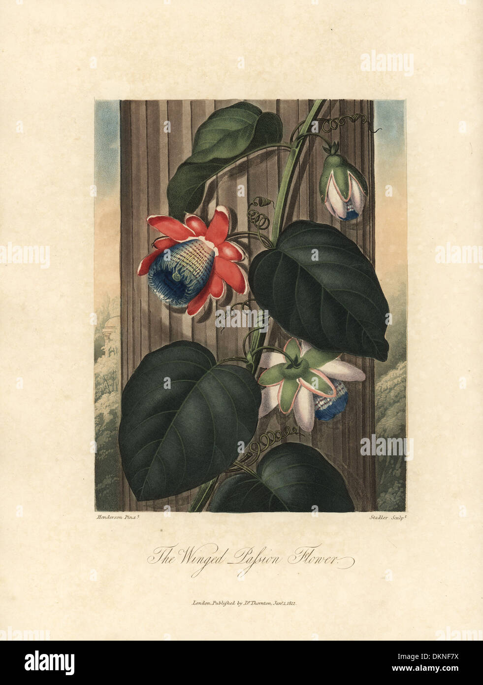 Winged-stem passion flower, Passiflora alata Stock Photo - Alamy