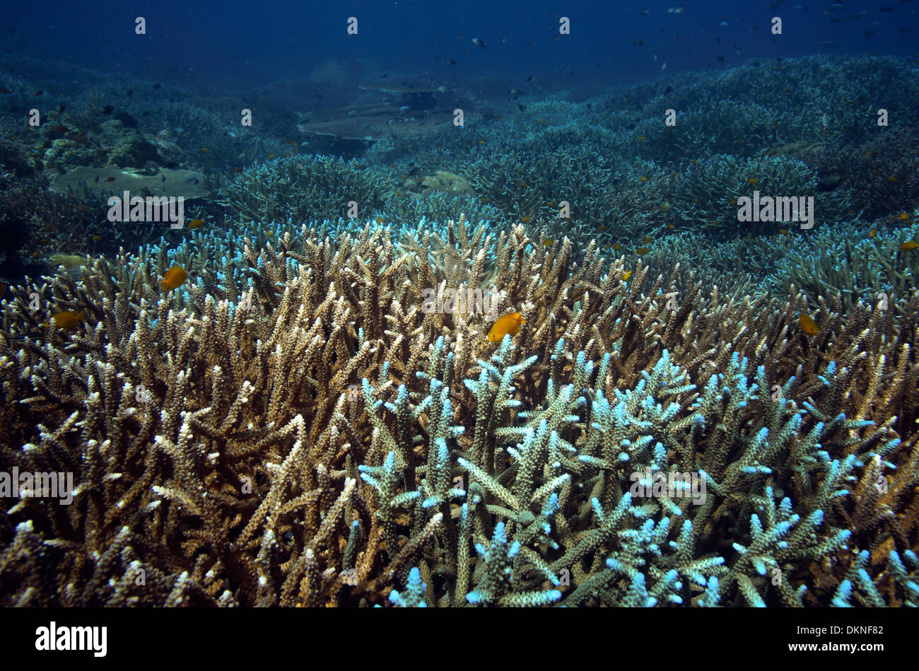 Coral reef garden thriving with fish and corals in Raja Ampat, West ...