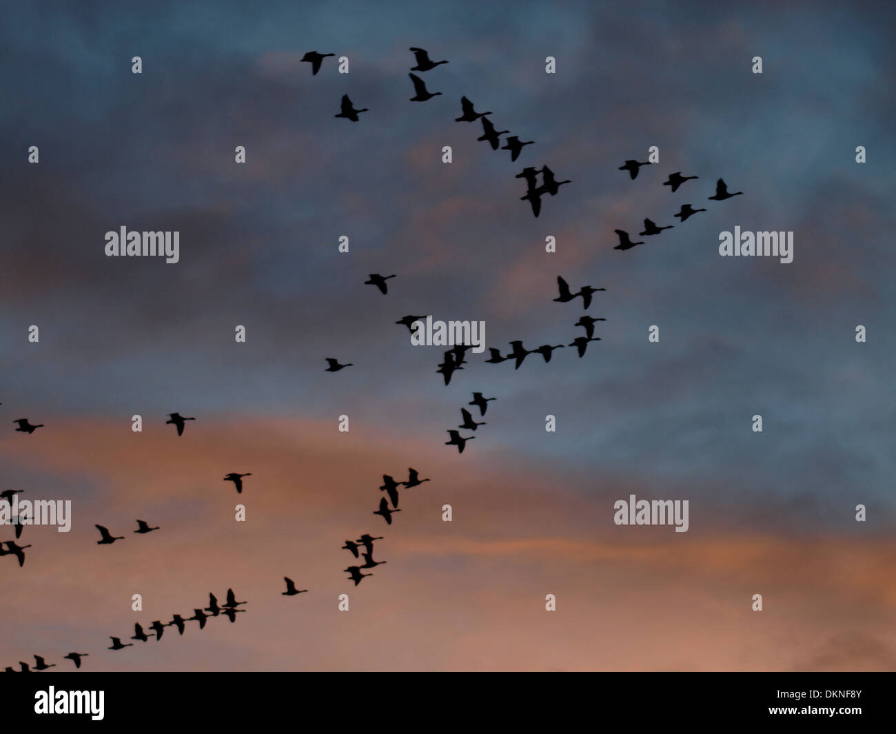 Geese flying at sunset, Cornwall, UK Stock Photo - Alamy