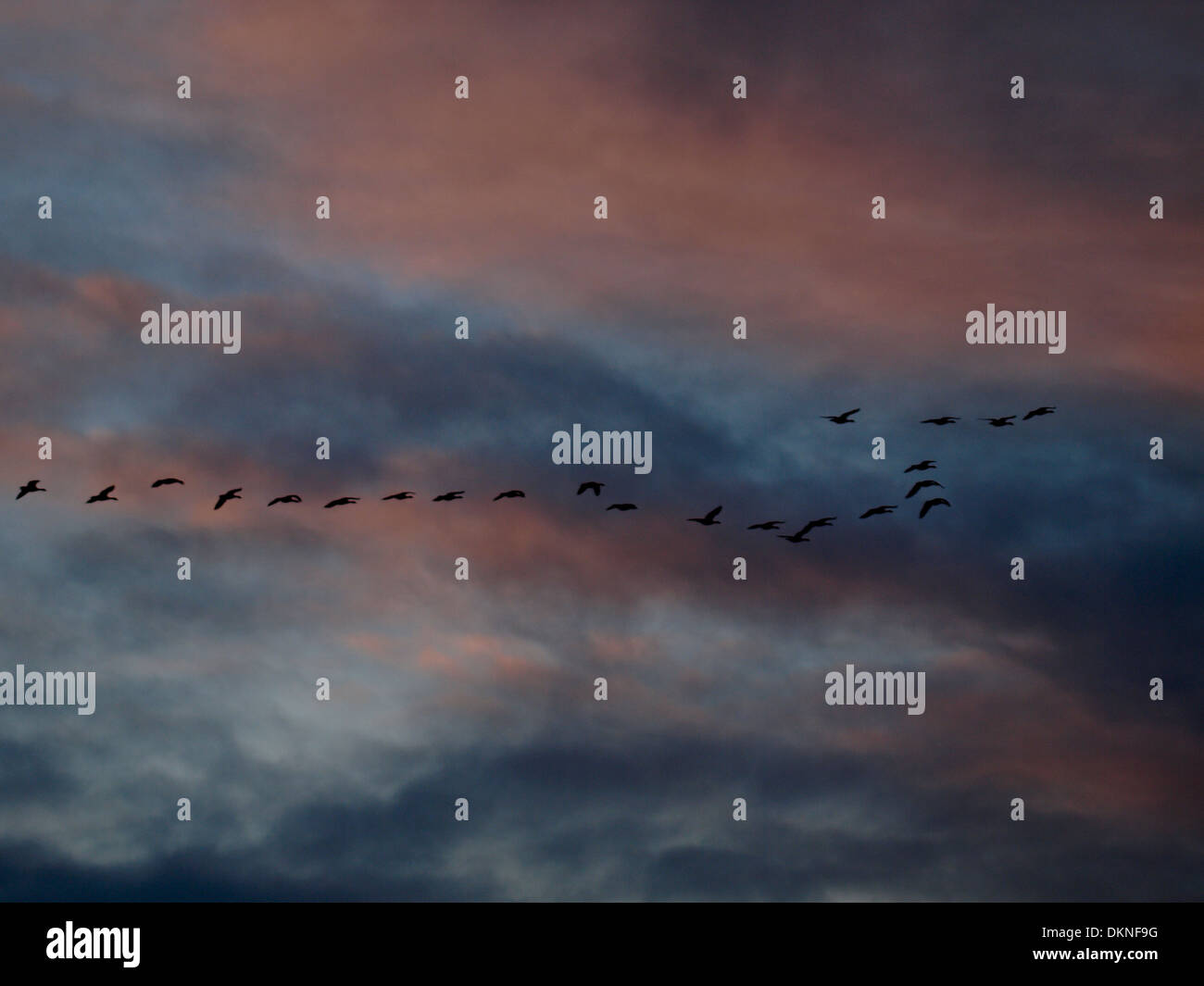 Flying geese sunset hi-res stock photography and images - Alamy