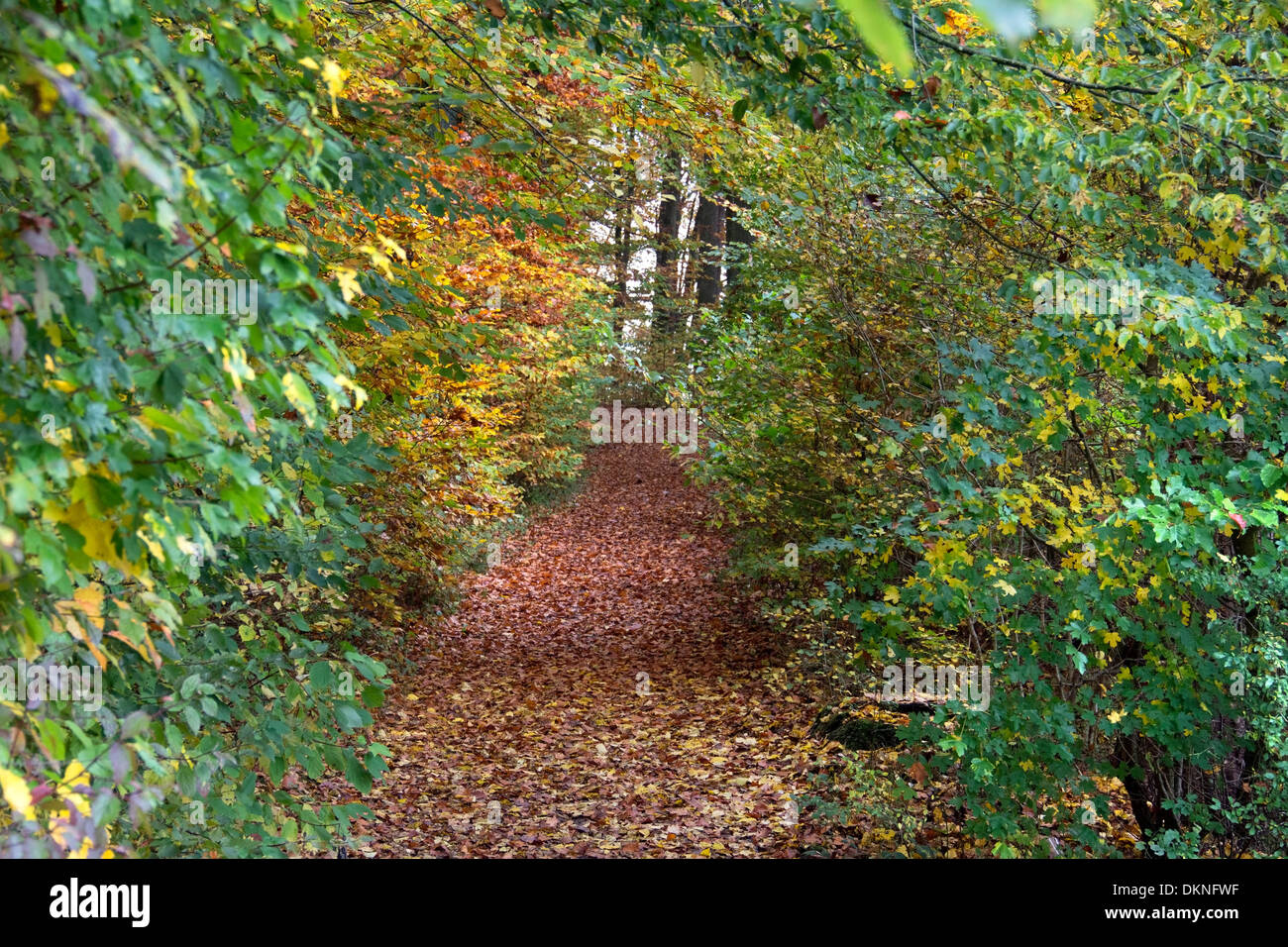 autumn scenery in a forest with footpath in southern germany Stock ...