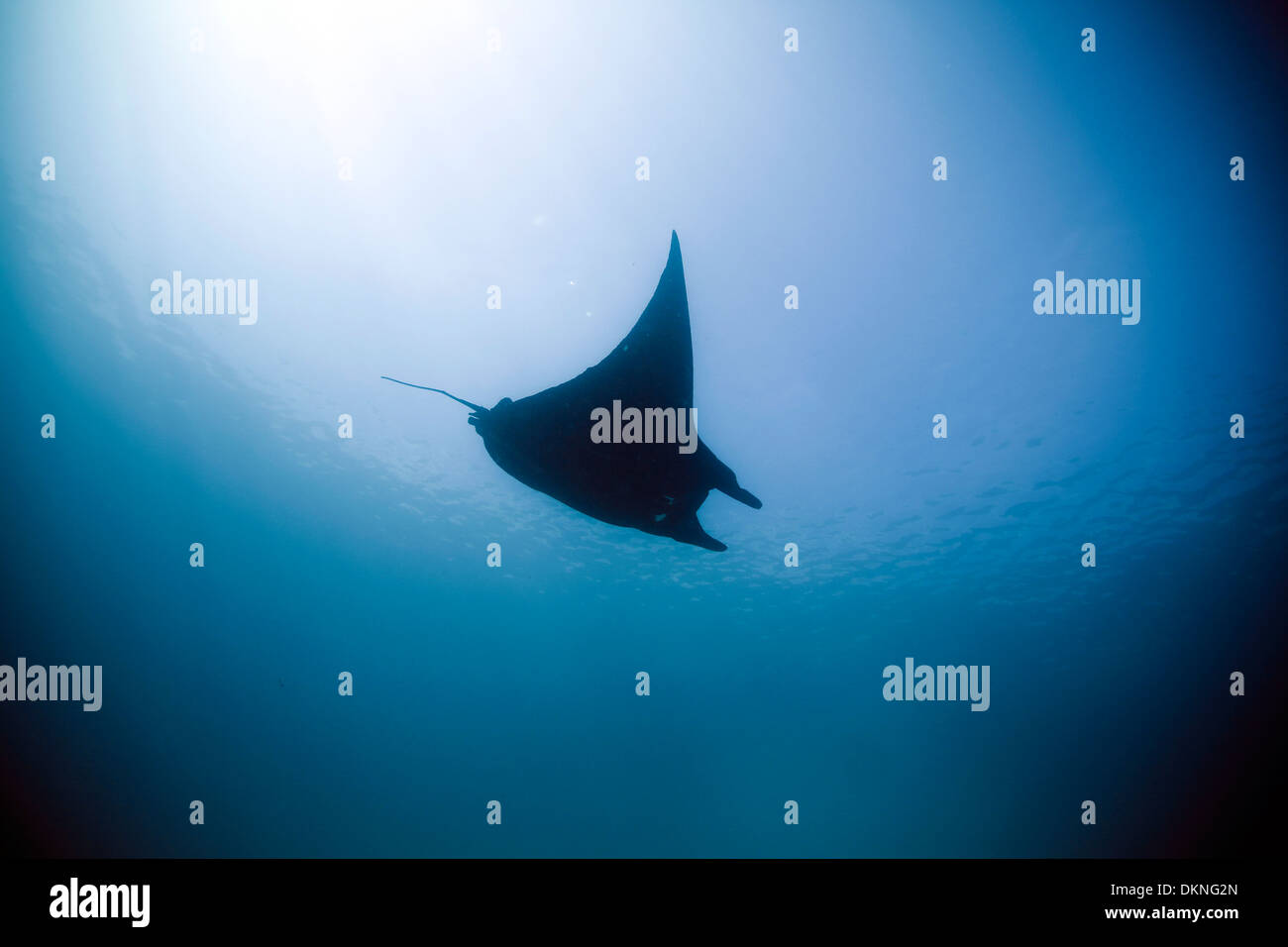 Manta ray at cleaning station rock in the Raja Ampat islands Stock ...