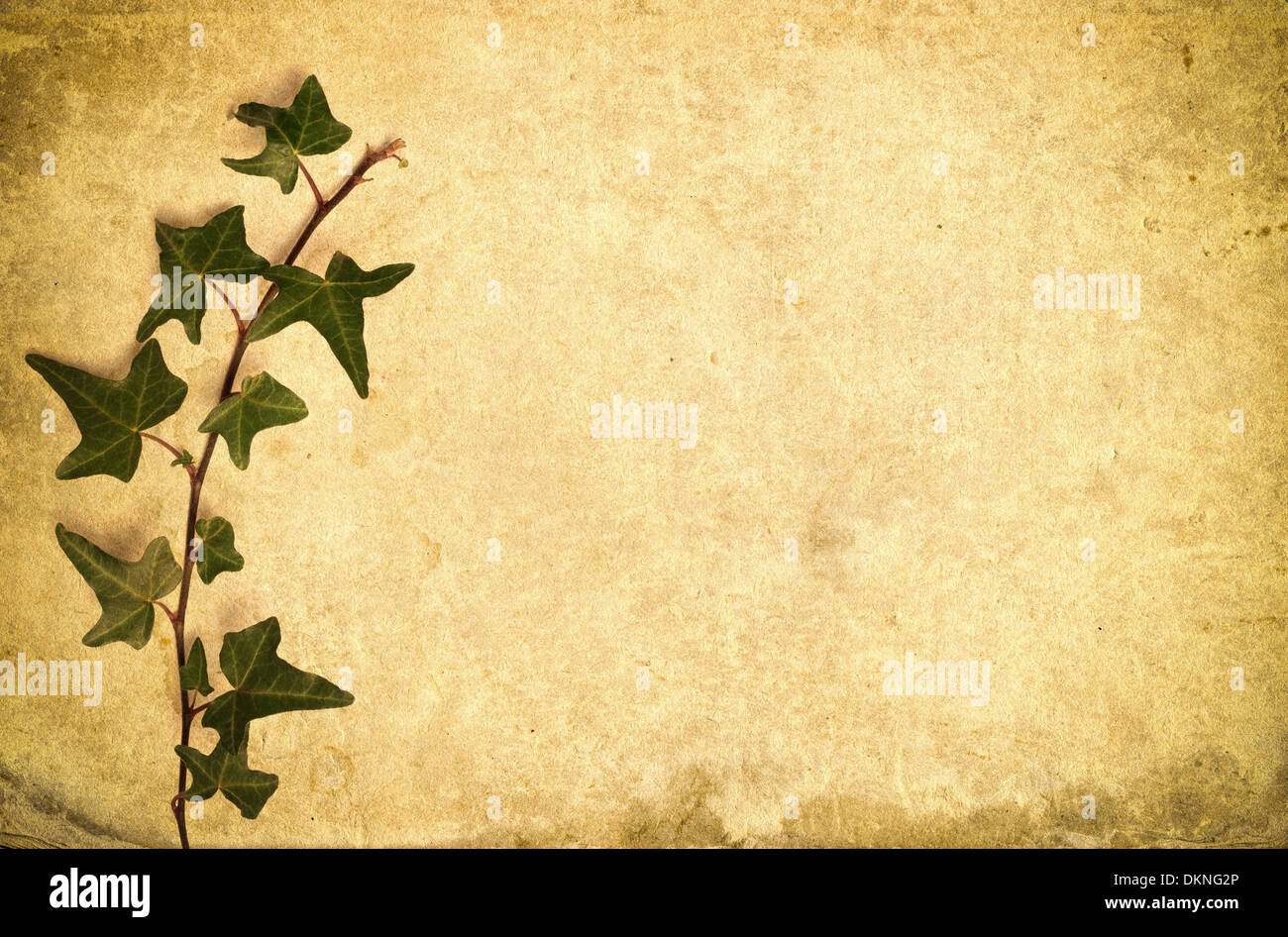 Ivy on old paper background Stock Photo - Alamy