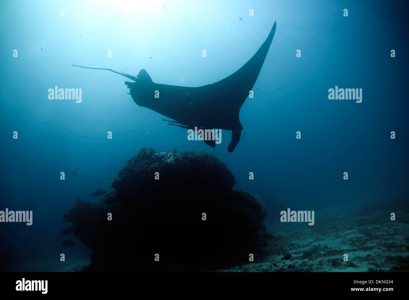 Manta ray at cleaning station rock in the Raja Ampat islands Stock ...