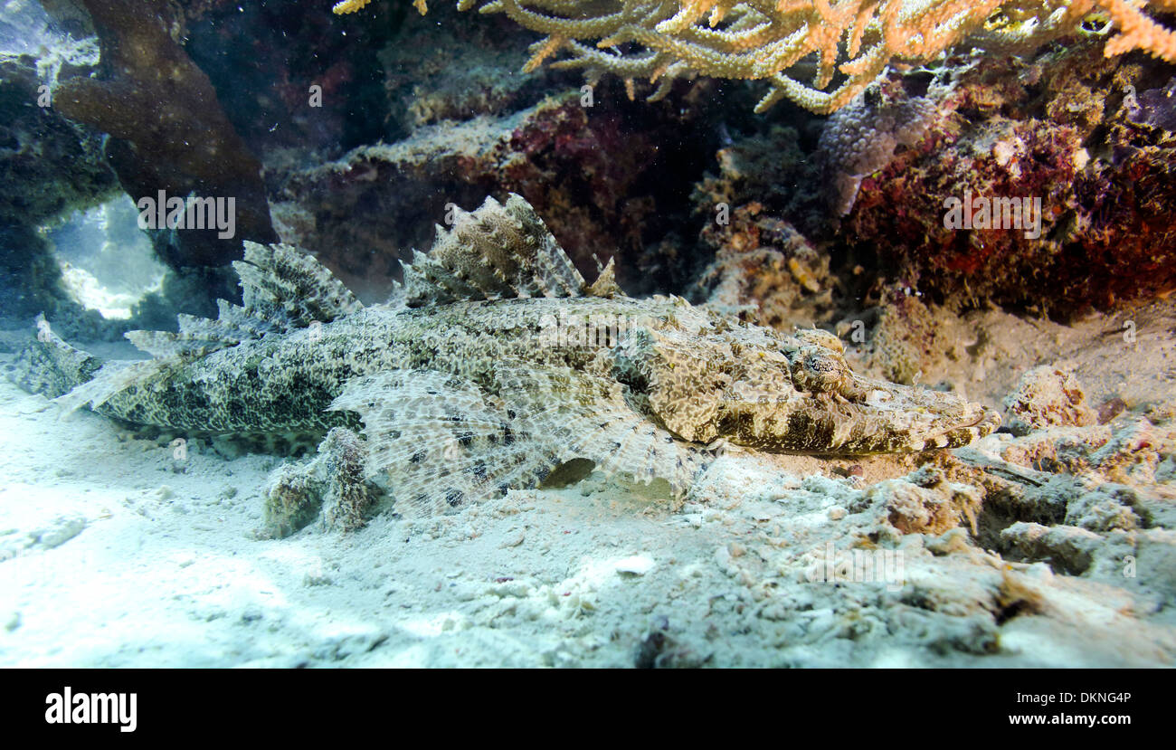 Crocodilefish (Platycephalidae) sleeping amongst coral reef underwater ...