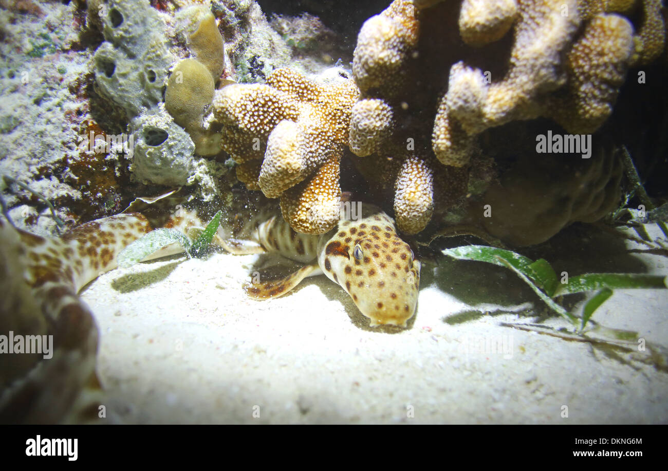 Epaulette Shark Walking