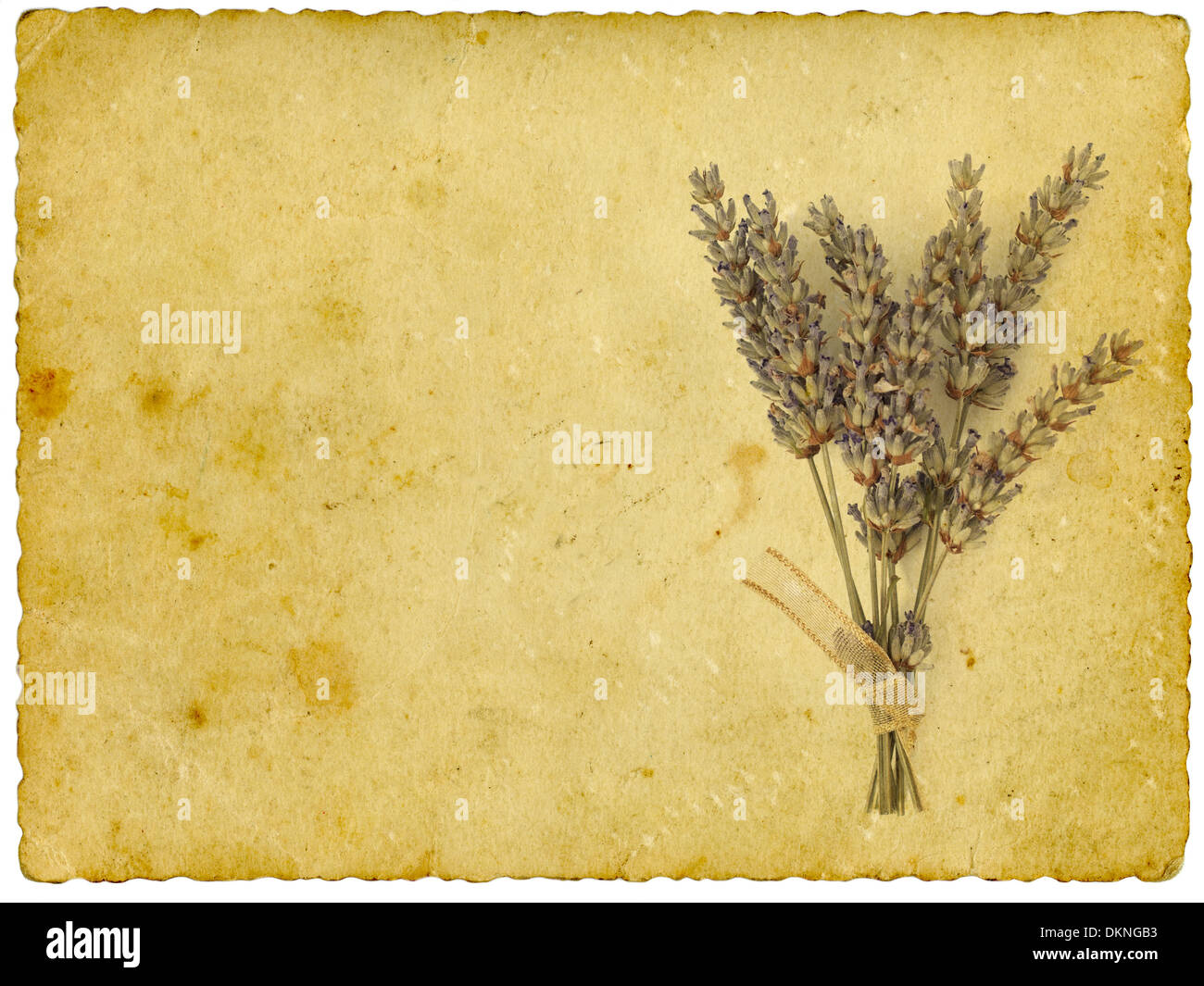 Dry lavender on old paper background. Isolated on white Stock Photo - Alamy