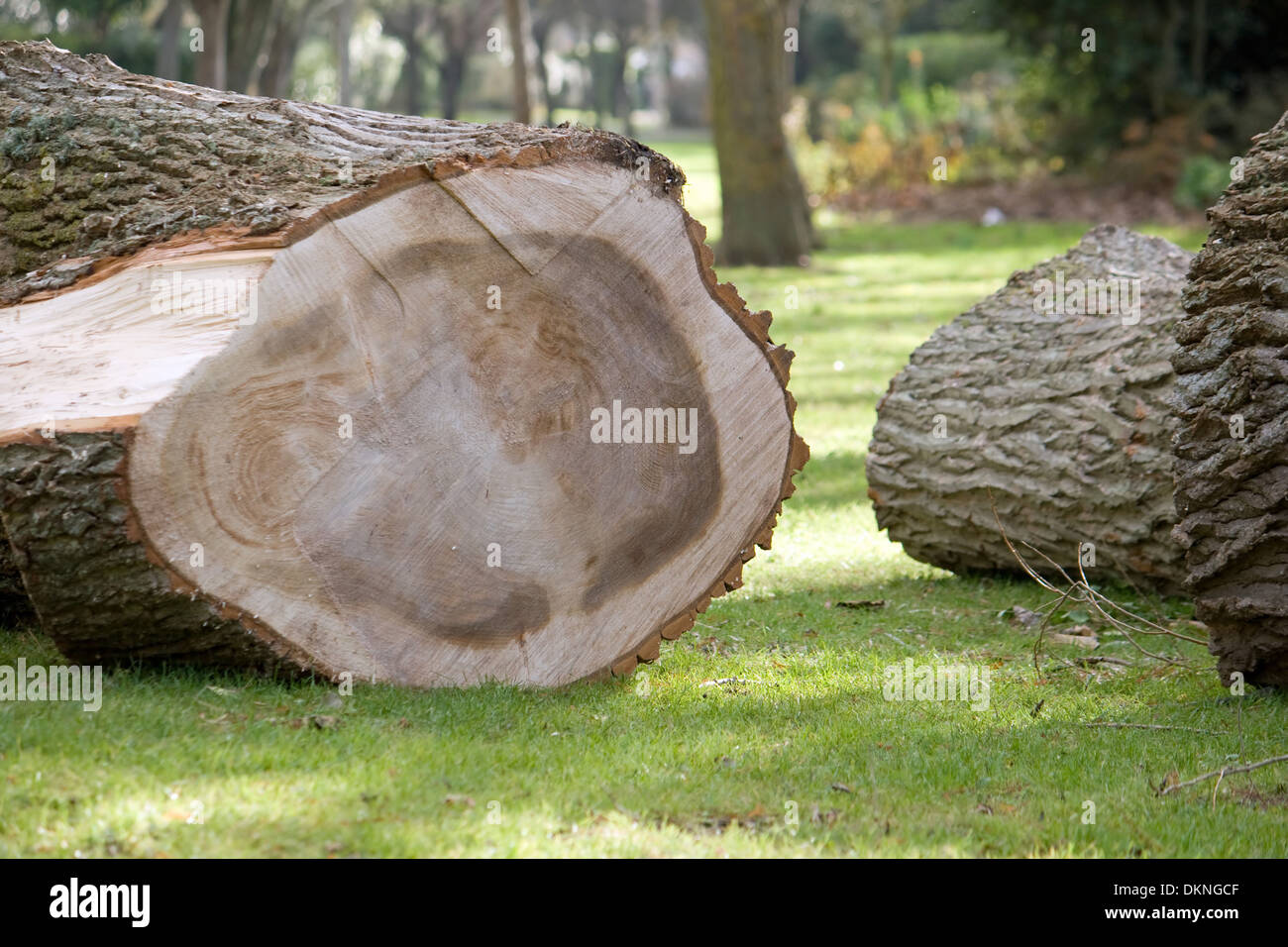 Storm damaged tree in a public park Stock Photo - Alamy