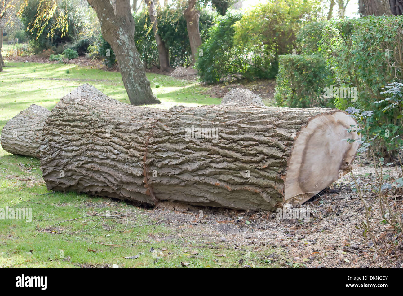 Damaged tree garden hi-res stock photography and images - Alamy