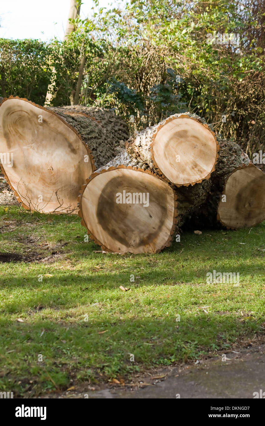 remains of a storm damaged tree in a public garden Stock Photo - Alamy