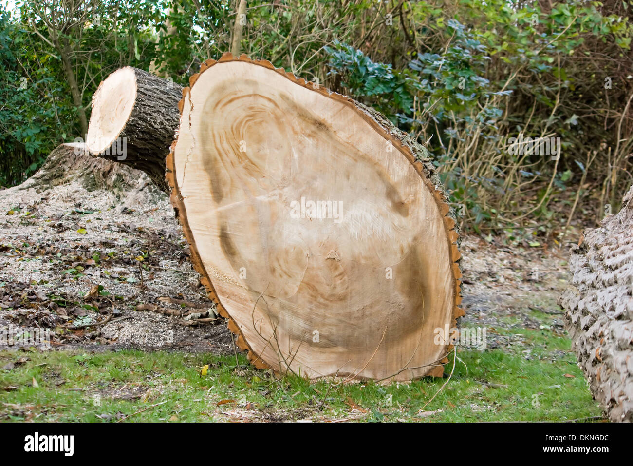 Rings of a tree after it was cut up due to storm damage Stock Photo - Alamy