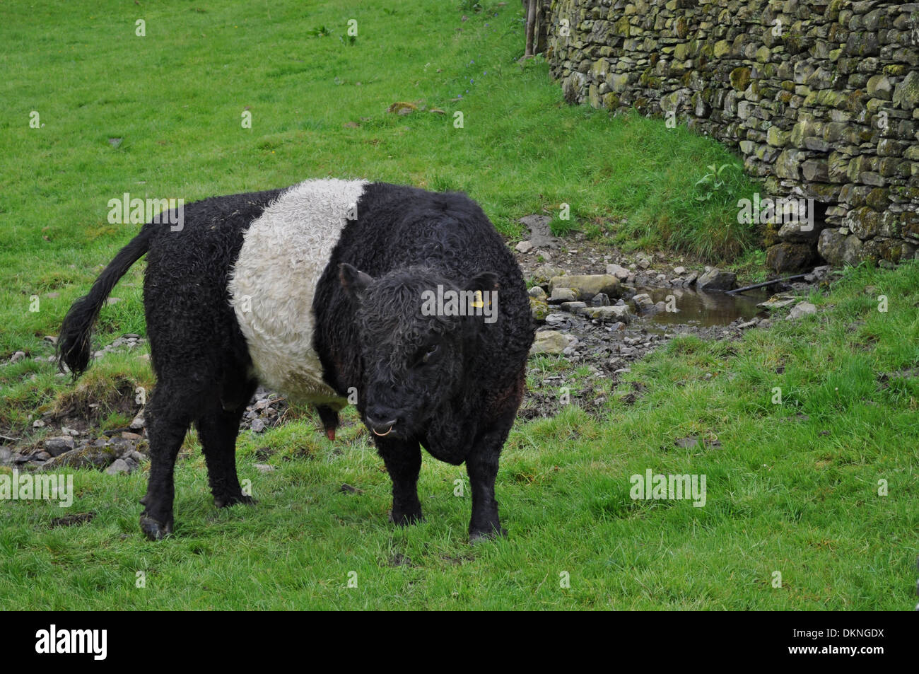 Bull nose hi-res stock photography and images - Alamy
