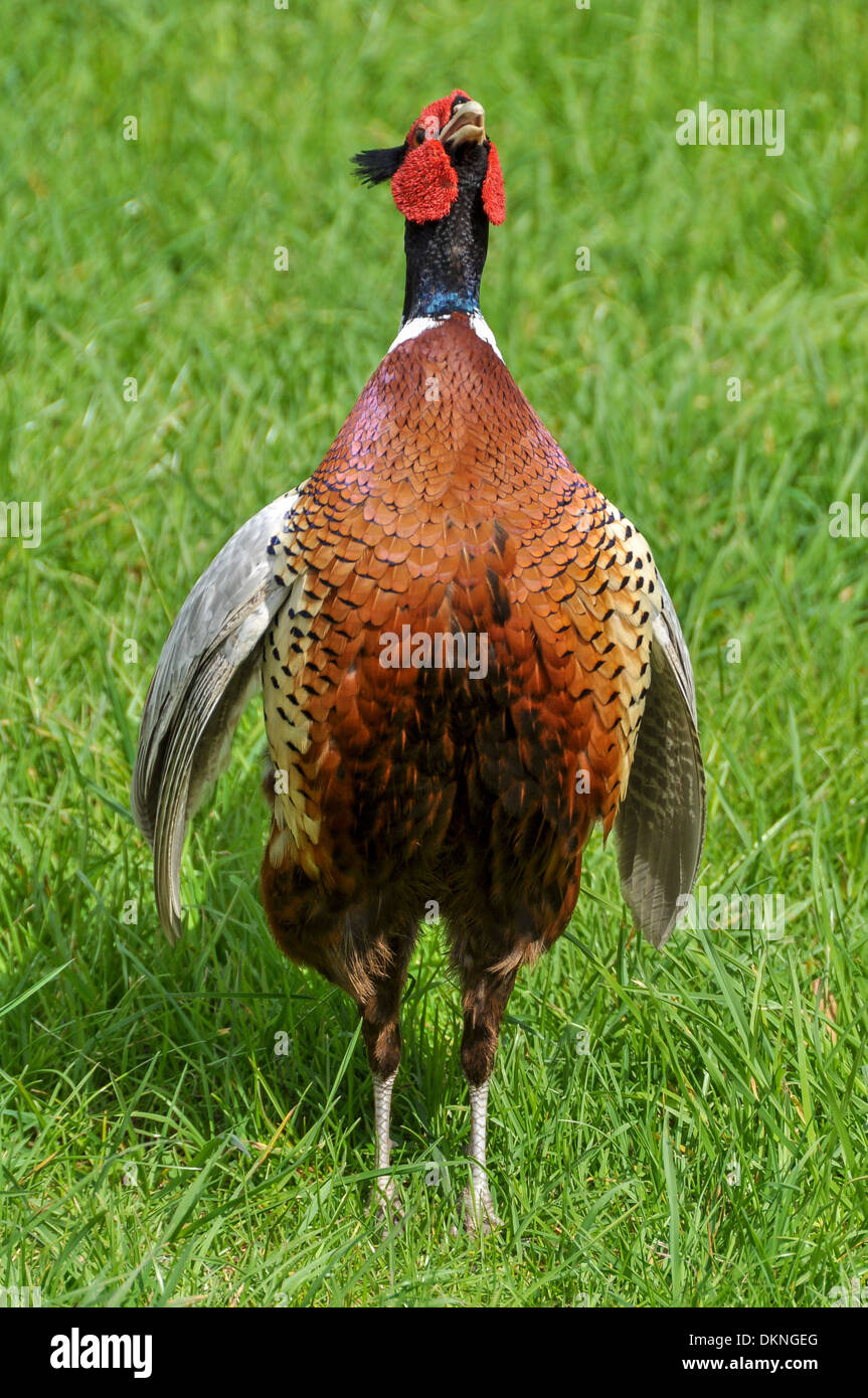 Pheasant portrait hi-res stock photography and images - Alamy