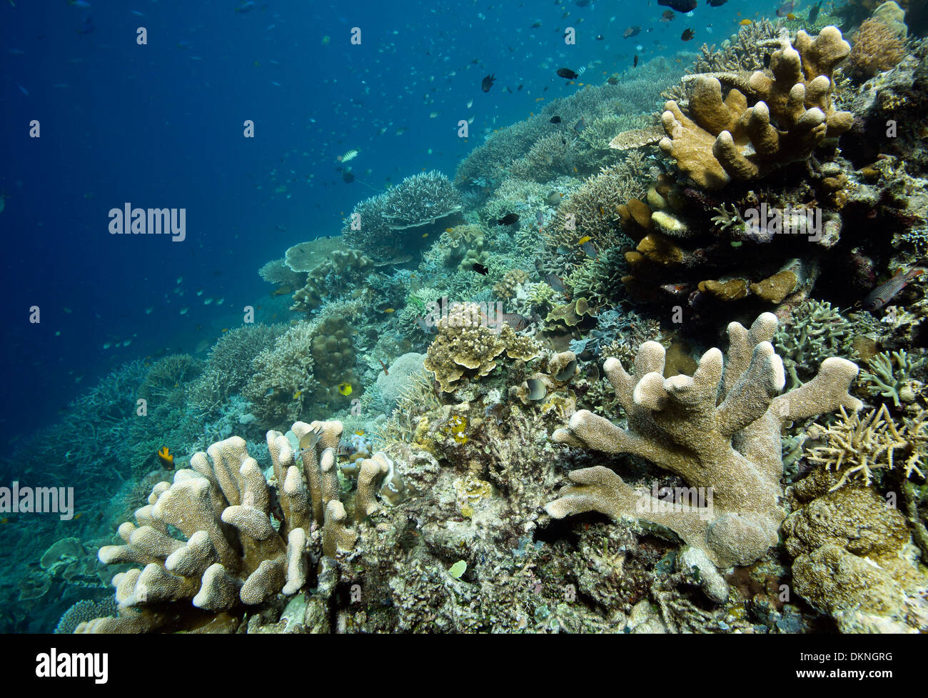 Coral reef garden in Raja Ampat, West Papua Stock Photo - Alamy