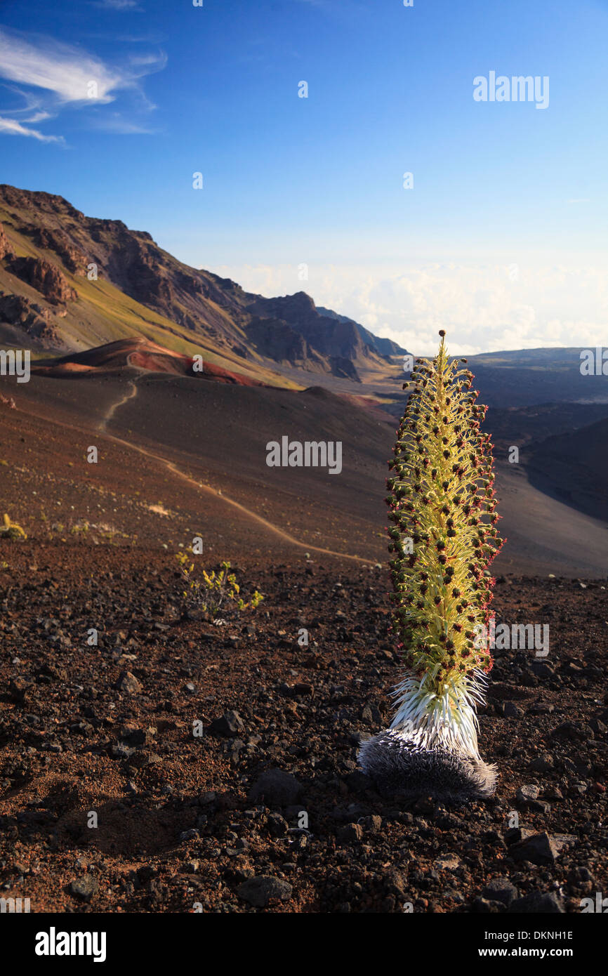 Hawaii endemic plant hi-res stock photography and images - Alamy