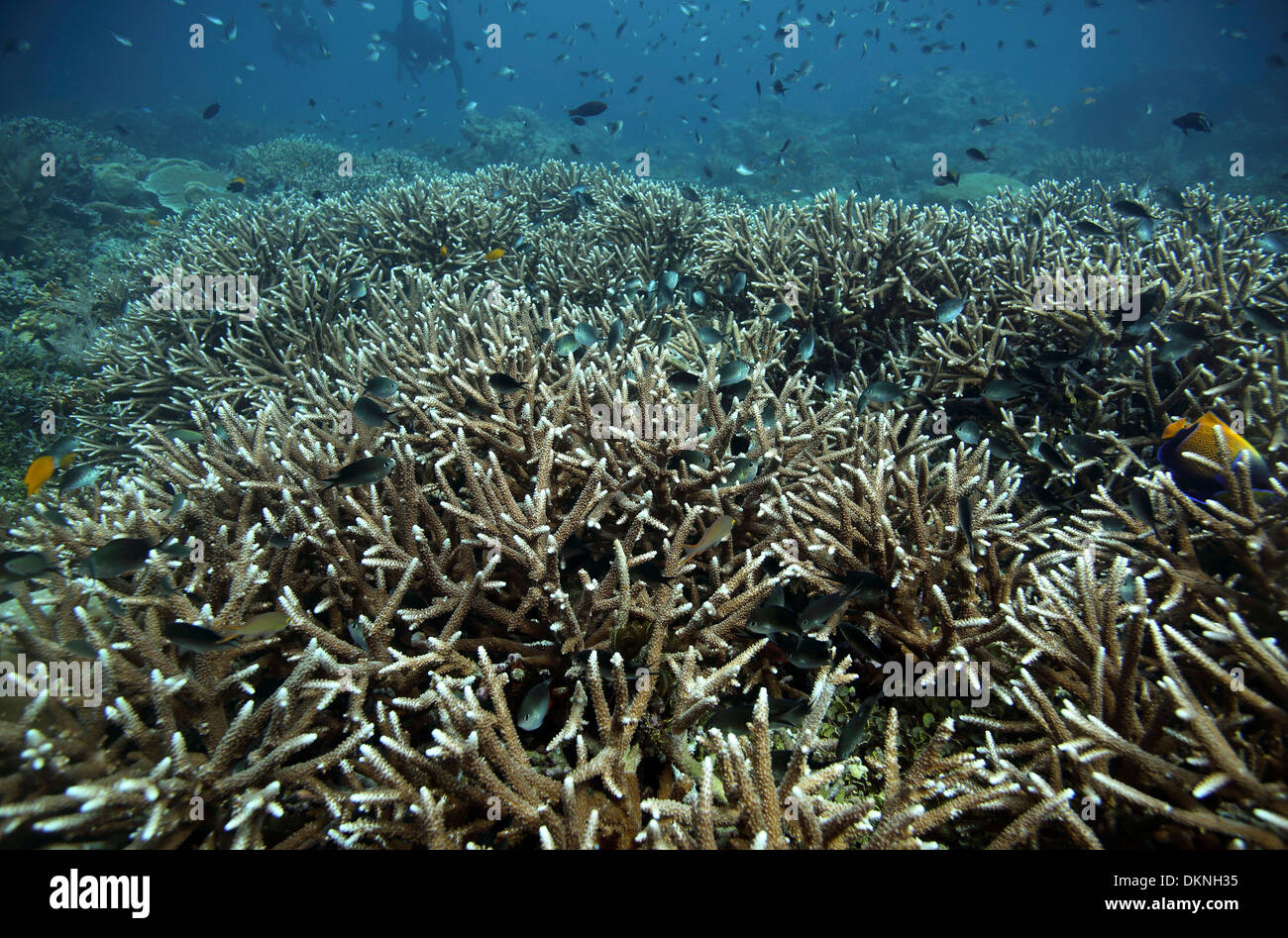 Coral reef garden in Raja Ampat, West Papua Stock Photo - Alamy