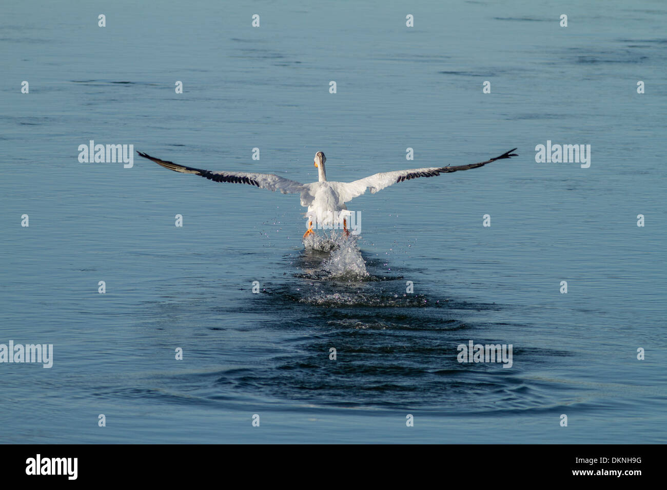 American White Pelican (Pelecanus erythrorhynchos) Large white pelican ...