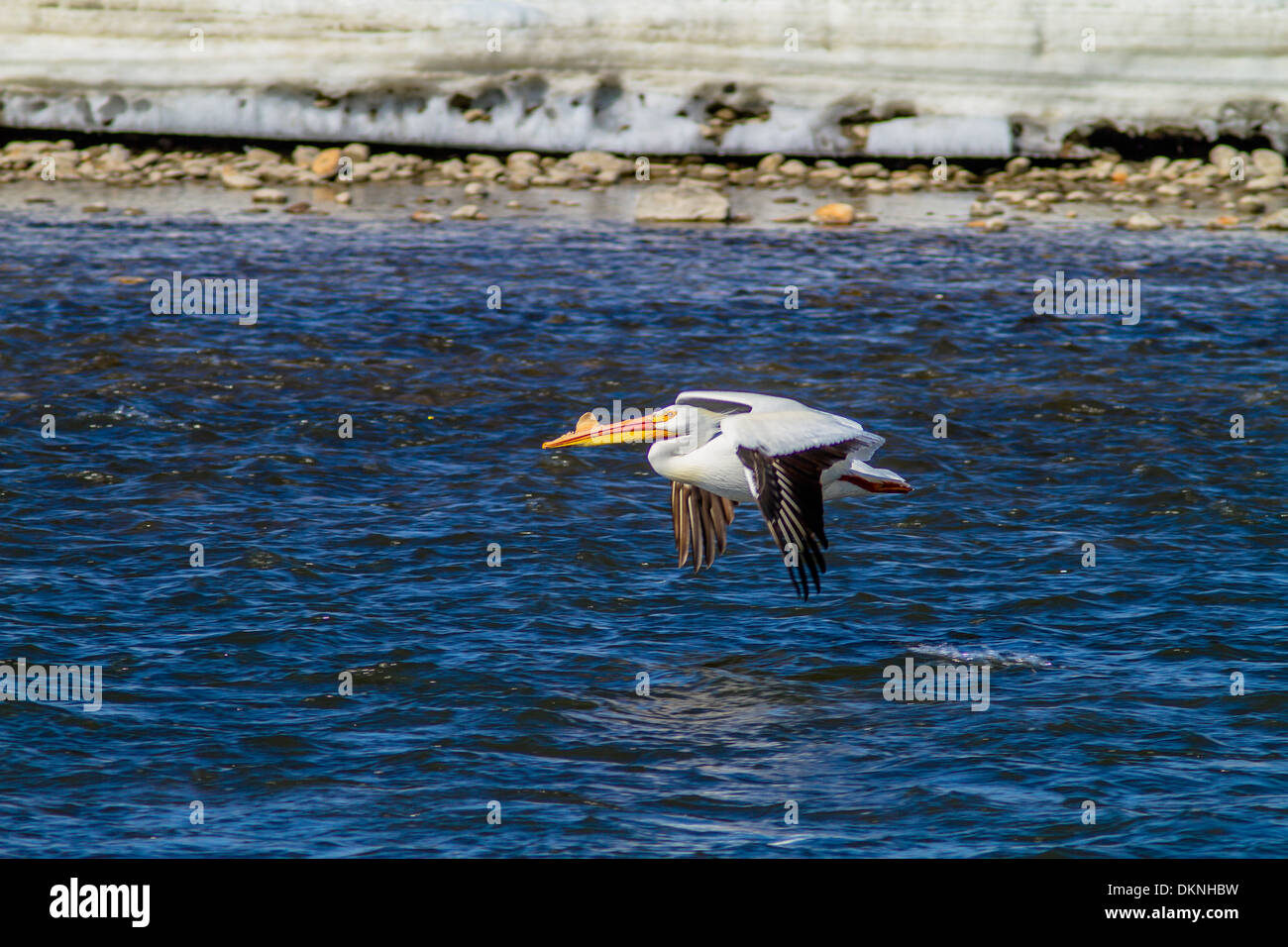 Large Throat Sac High Resolution Stock Photography and Images - Alamy
