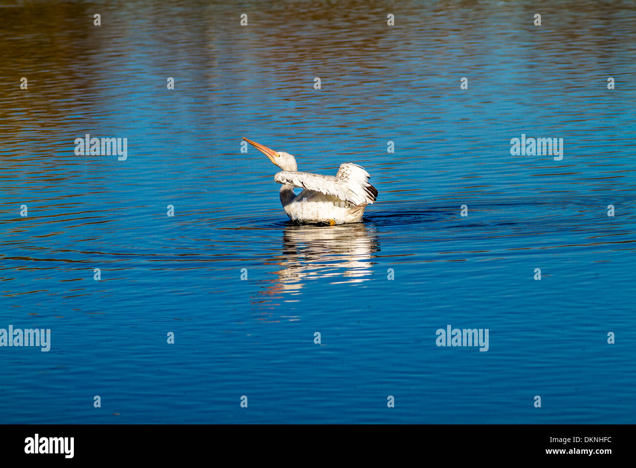 American White Pelican (Pelecanus erythrorhynchos) Large white pelican ...