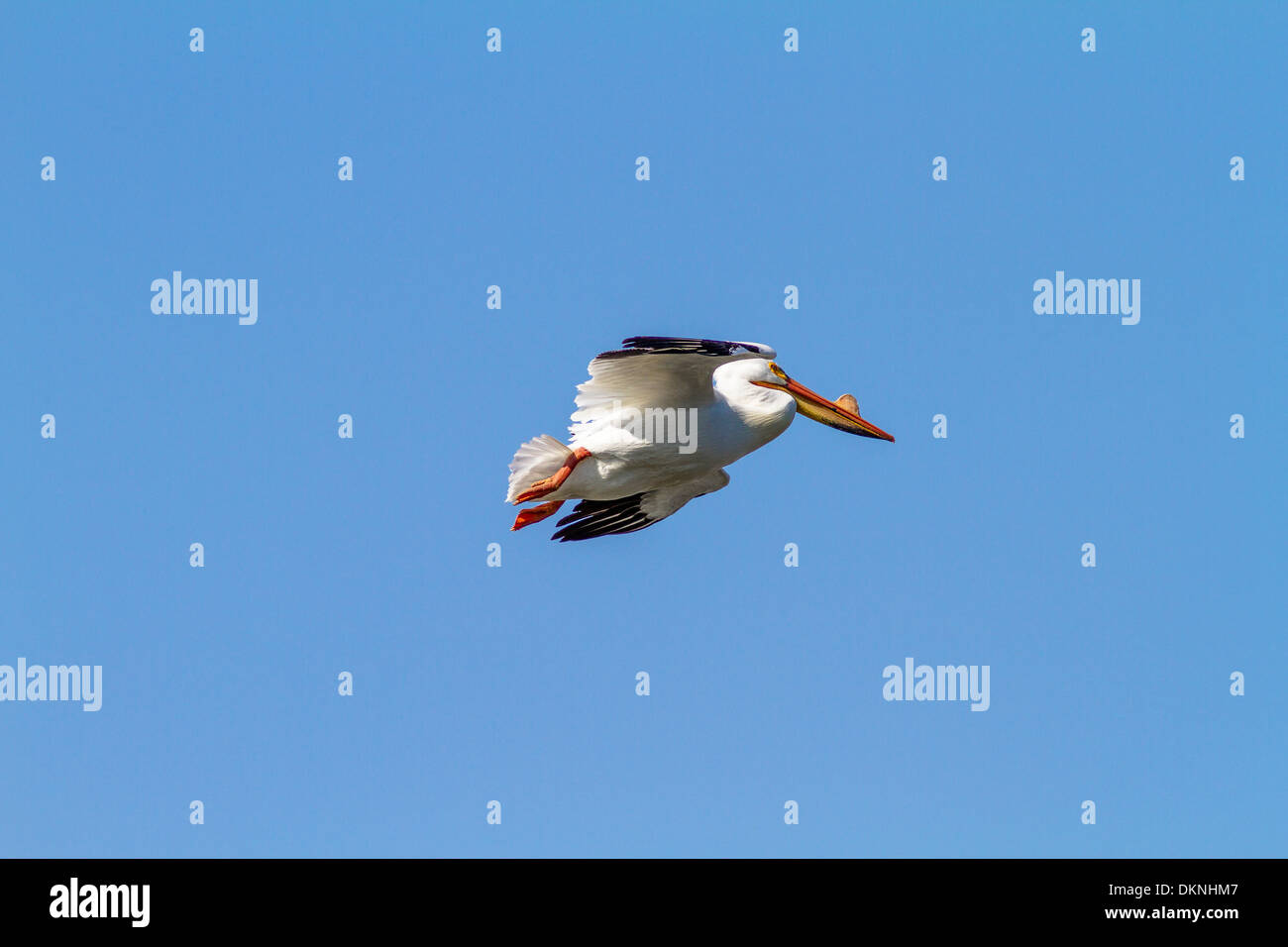 American White Pelican (Pelecanus erythrorhynchos) Large white pelican ...