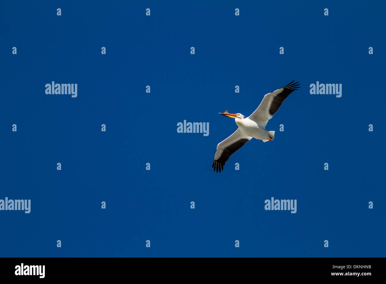 American White Pelican (Pelecanus erythrorhynchos) Large white pelican ...