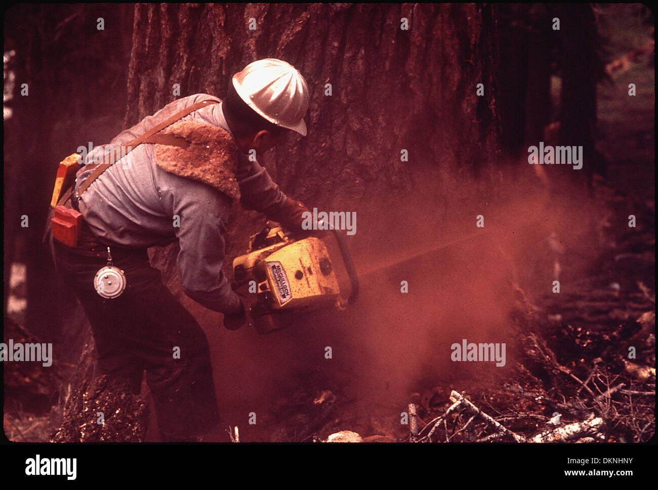 D. Jackson, a professional faller, drops a red fir tree as part of ...