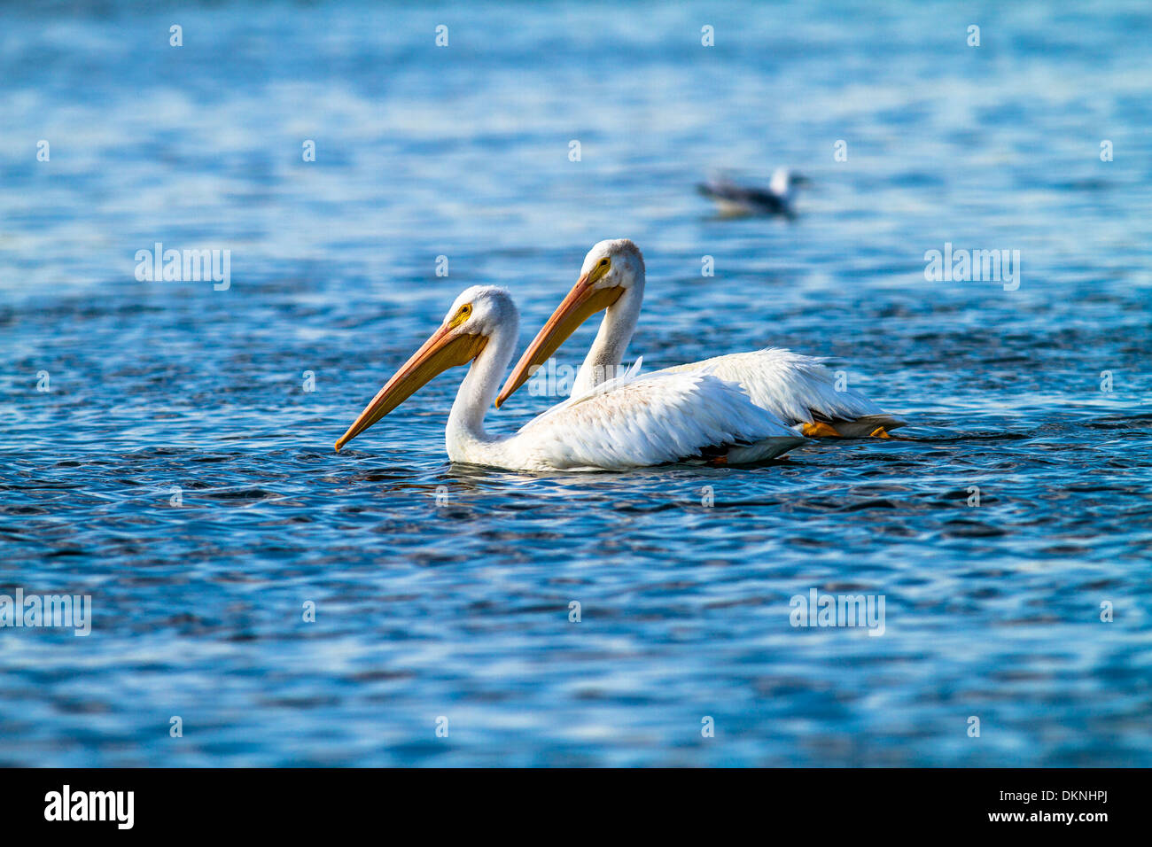 American white pelican wings spread hi-res stock photography and images ...