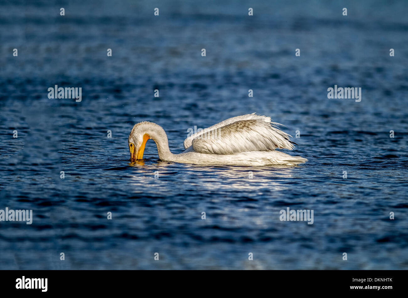 Large throat sac hi-res stock photography and images - Alamy