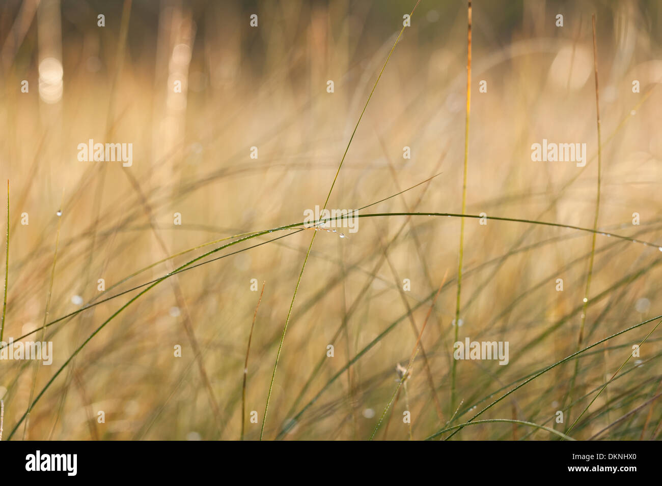 Closeup photo of a long grass or hay blade Stock Photo - Alamy