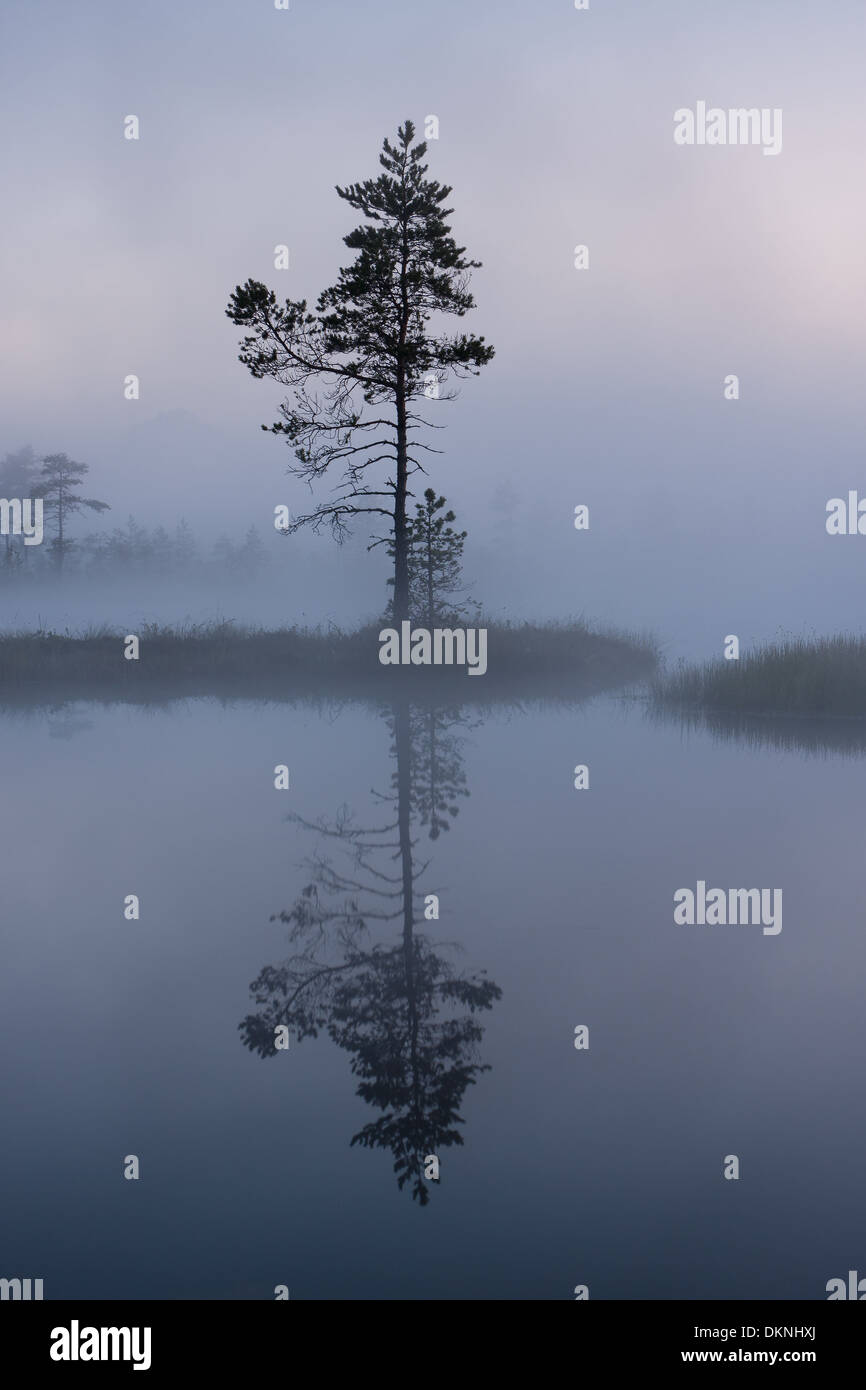 Single tree in a mist and its reflection on water Stock Photo - Alamy