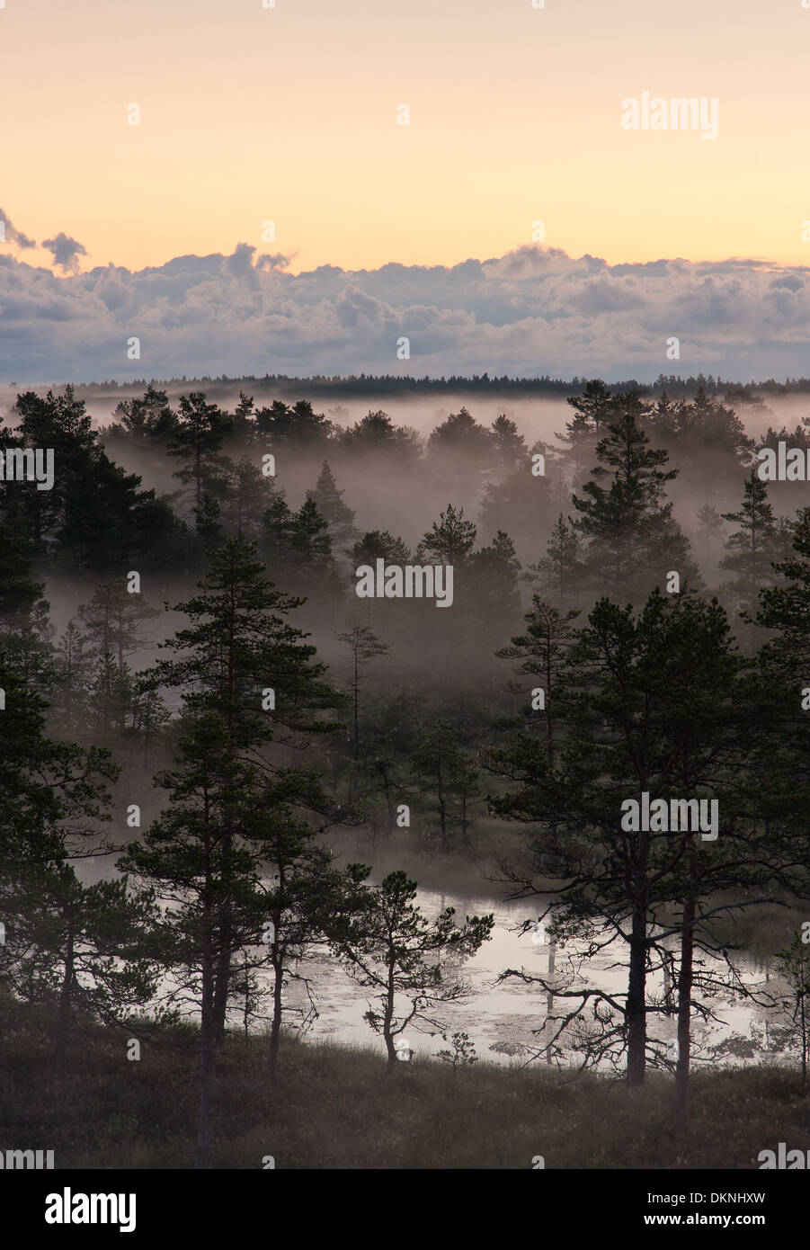 Marsh land mist hi-res stock photography and images - Alamy