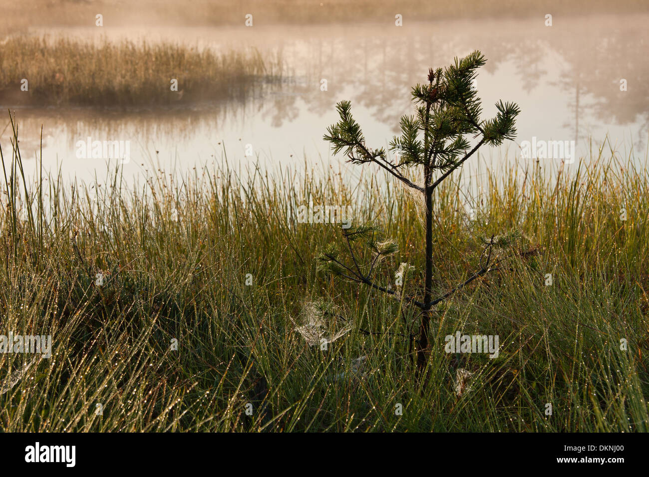 Pond pine tree hi-res stock photography and images - Alamy