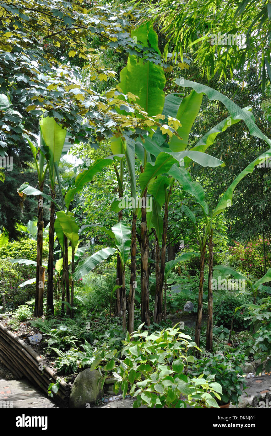 Musa Acuminata (banana) plants in the Andre Heller Botanical Gardens ...