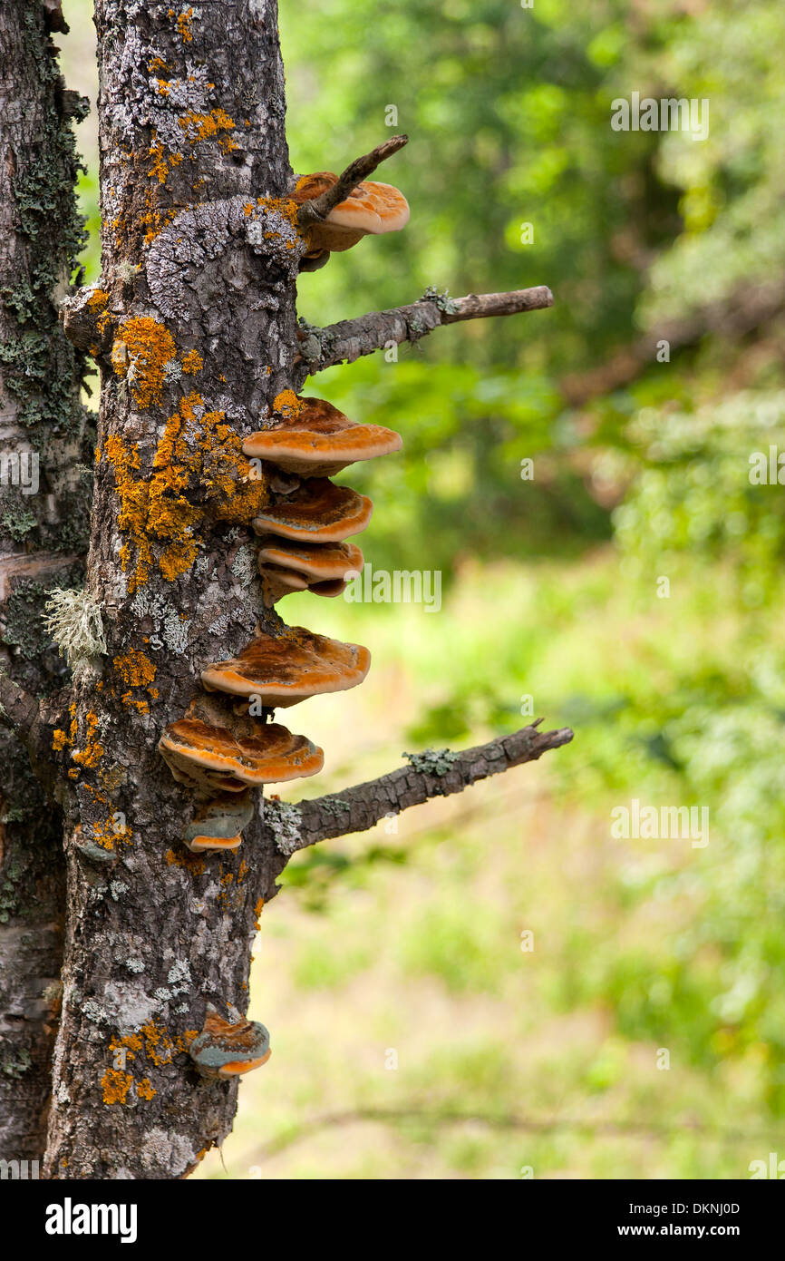 Mushroom stem hi-res stock photography and images - Alamy