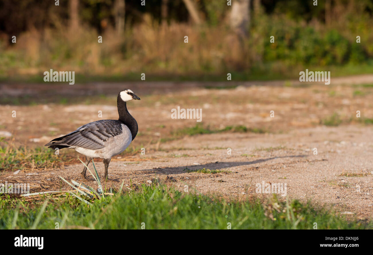 Bird known as Barnacle goose walking on the ground Stock Photo - Alamy