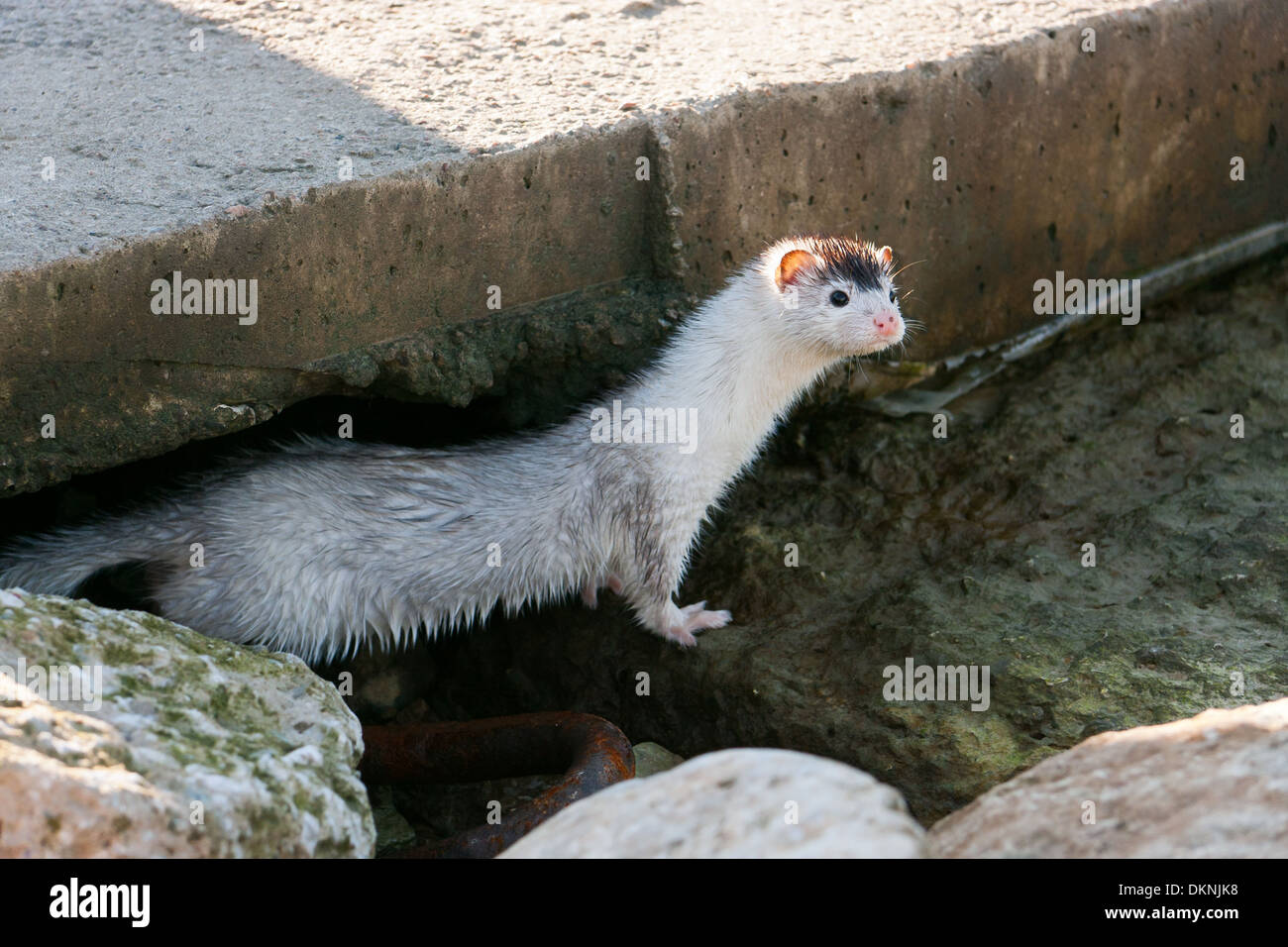 Little white weasel looking around on rocks Stock Photo - Alamy