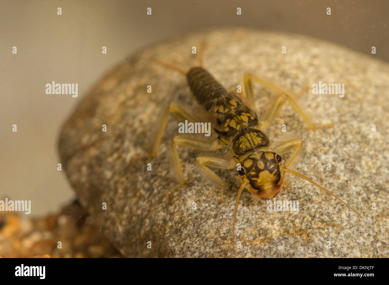 Stonefly Nymph High Resolution Stock Photography and Images - Alamy