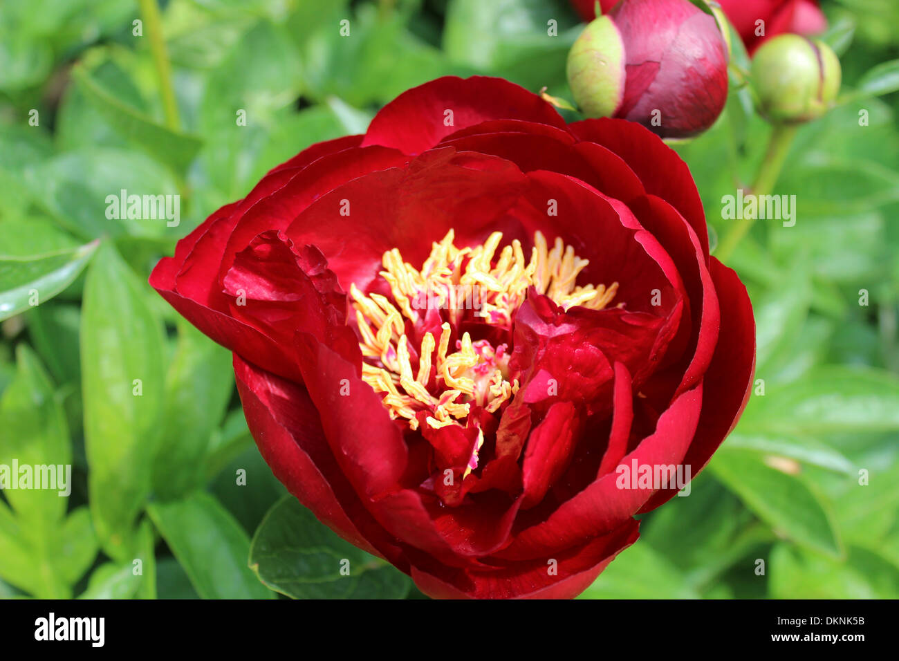 Garden red flower hi-res stock photography and images - Alamy